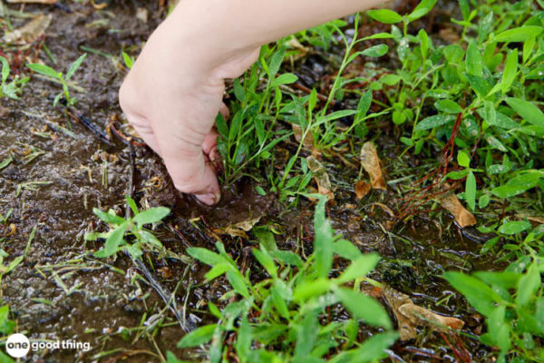 9 Easy Weeding Hacks That Save Time And Effort