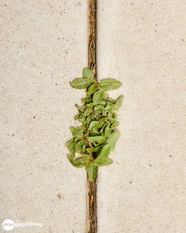 This Cheap Weed Killer Is The Easy DIY You Need
