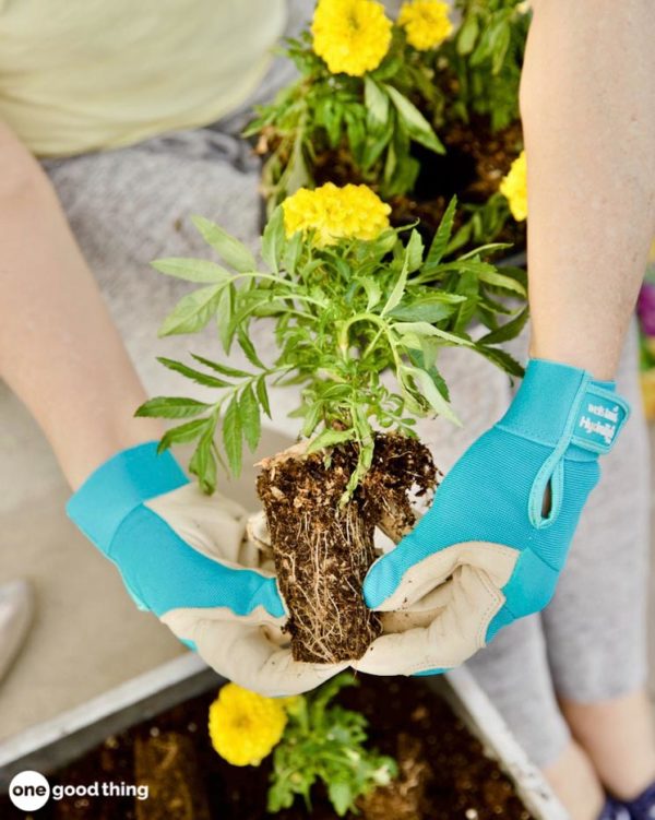 11 Tips For Planting Flower Pots That Will Thrive
